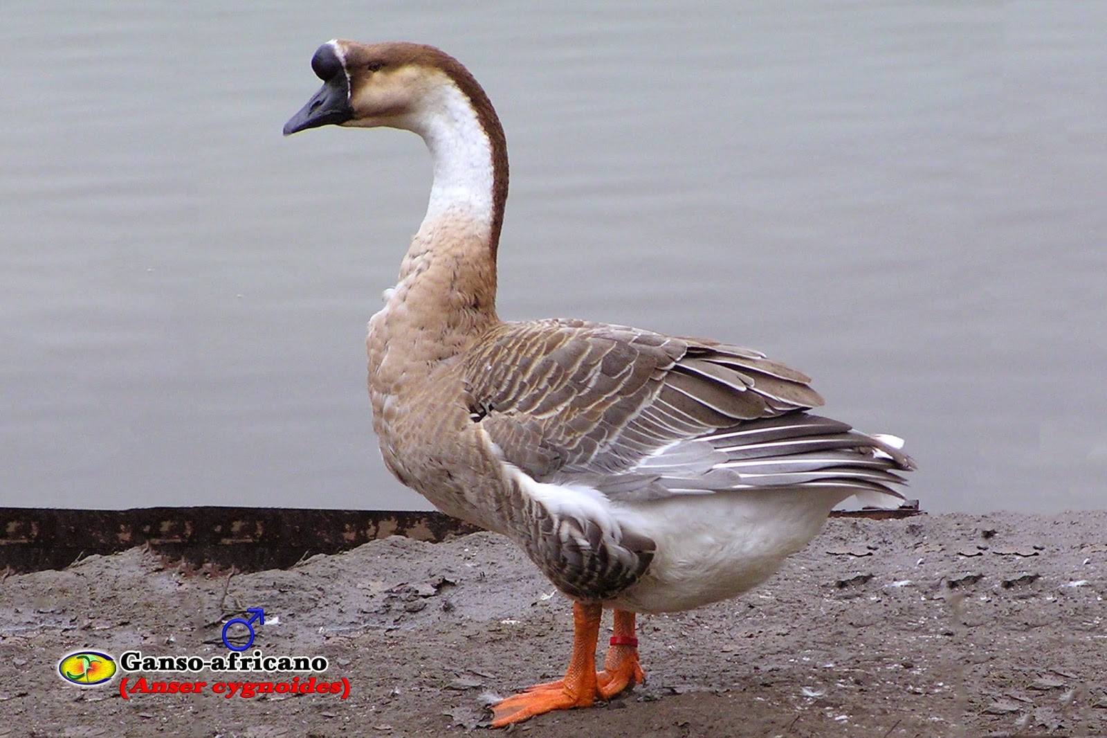 Zoologia: Ganso-africano (Anser cygnoides)